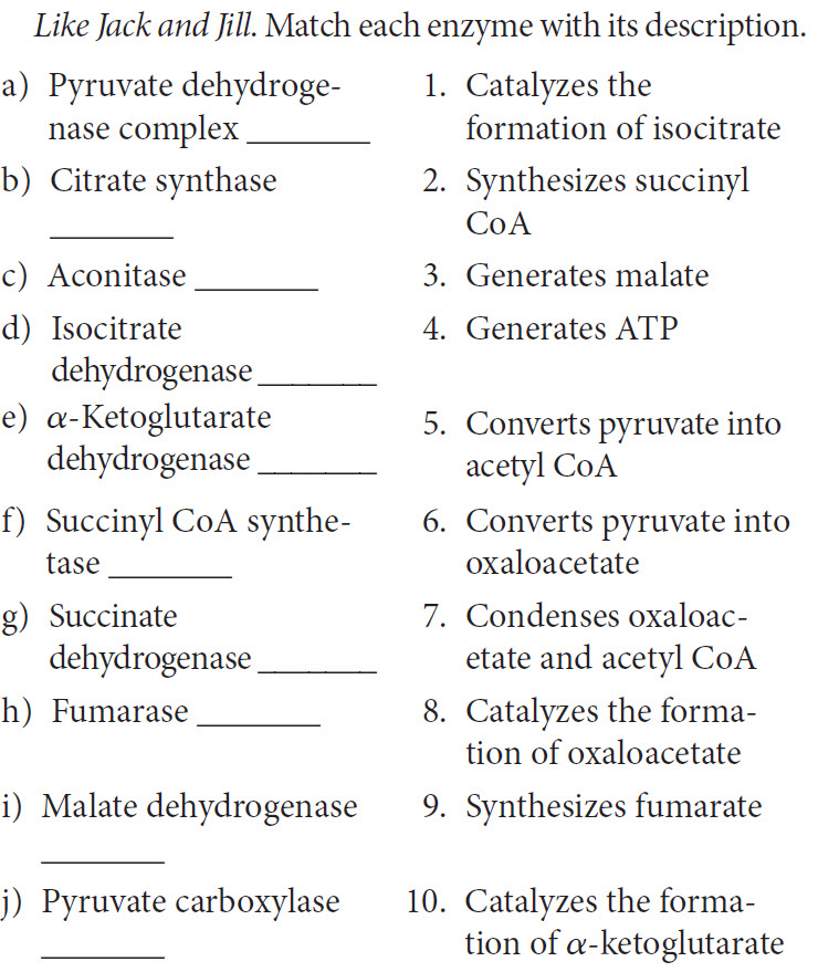 Solved Like Jack and Jill. Match each enzyme with its | Chegg.com