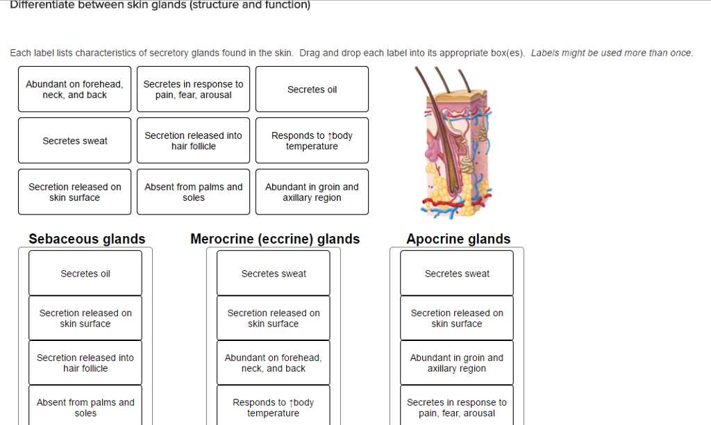 Solved Differentiate between skin glands (structure and | Chegg.com Solved Differentiate between skin glands (structure and | Chegg.com