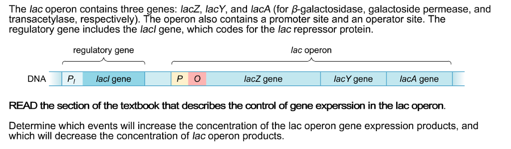 Solved The lac operon contains three genes: lacz, lacY, and | Chegg.com