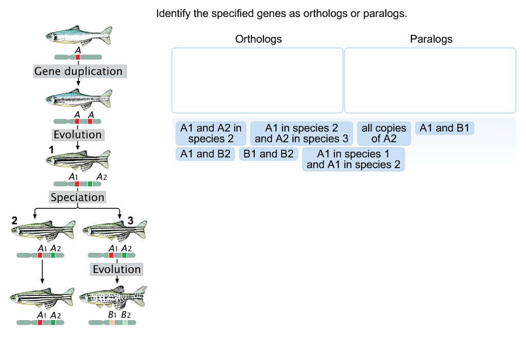 Solved Identify the specified genes as orthologs or | Chegg.com