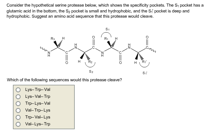 Solved Consider the hypothetical serine protease below, | Chegg.com