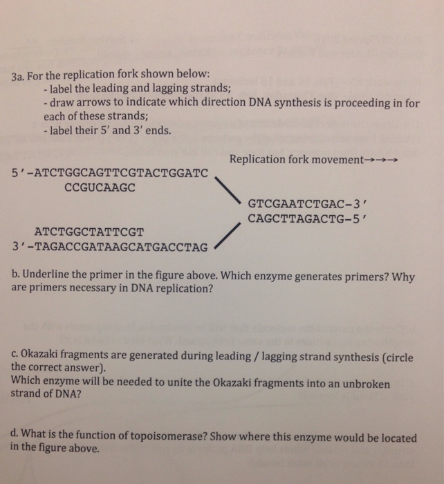Solved For the replication fork shown below: - label the | Chegg.com