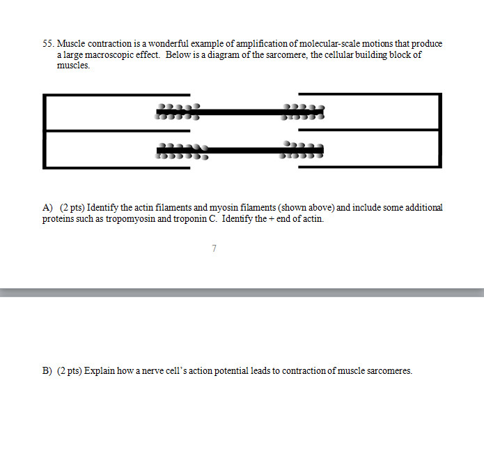 Solved Muscle contraction is a wonderful example of | Chegg.com