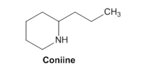 Coniine, C8H17N, is the toxic principle of the poison | Chegg.com