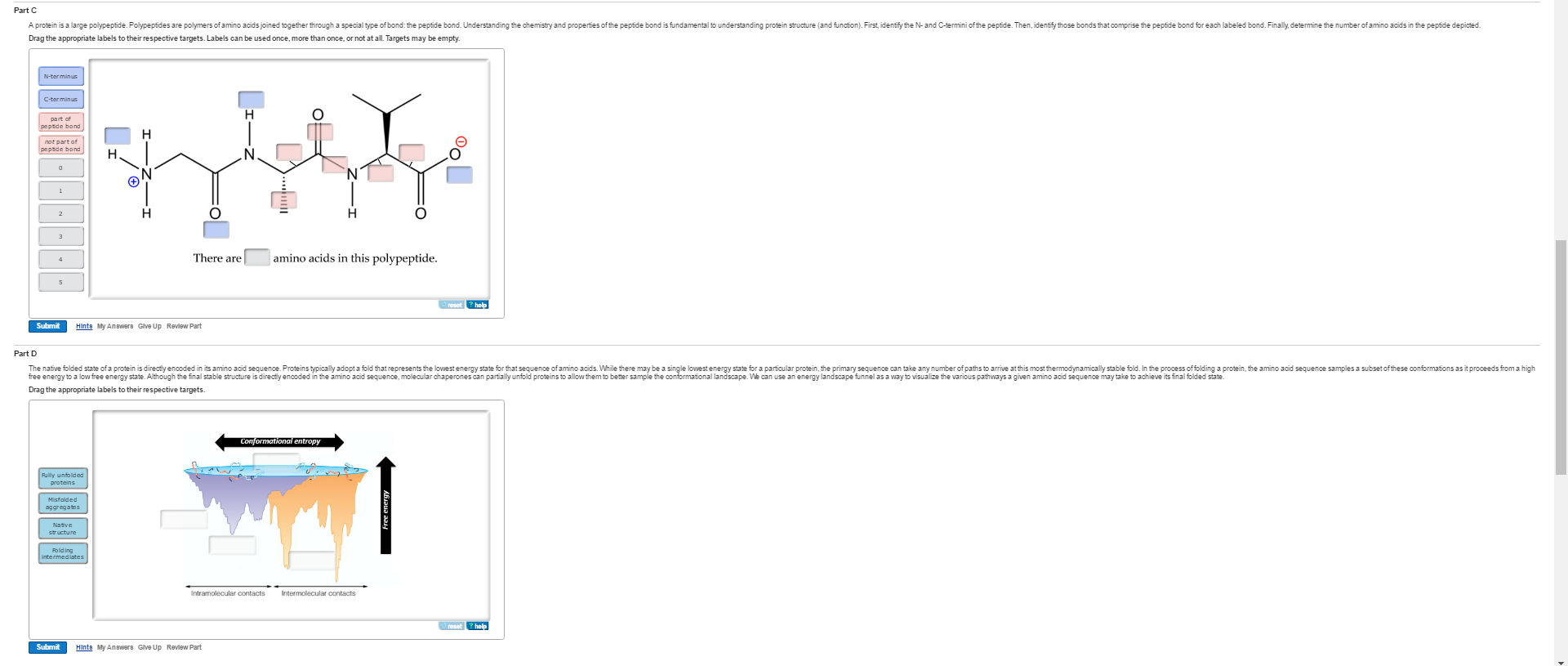 Solved A protein is a large polypeptide. Polypeptides are | Chegg.com