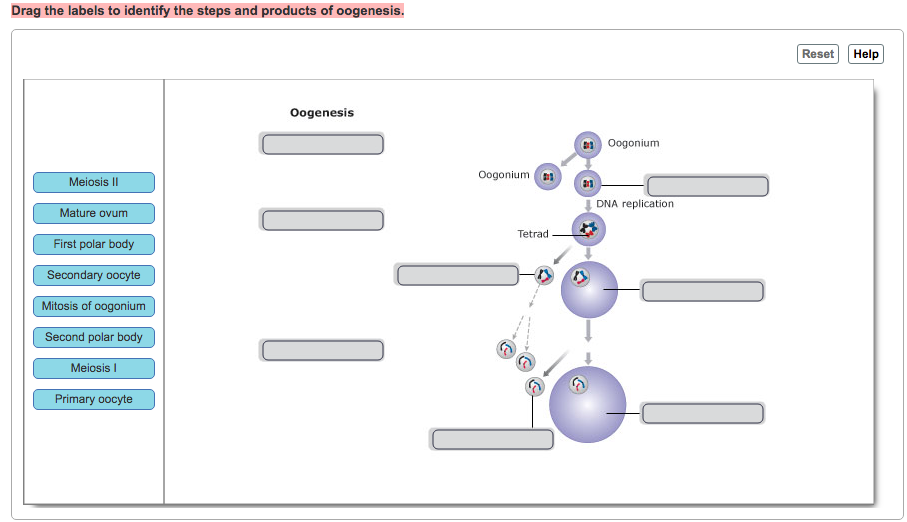 Solved Drag the labels to identify the steps and products of | Chegg.com