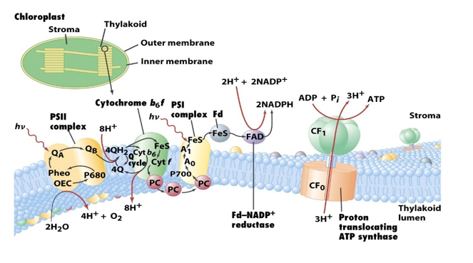 Solved Describe the structures and functions of the | Chegg.com