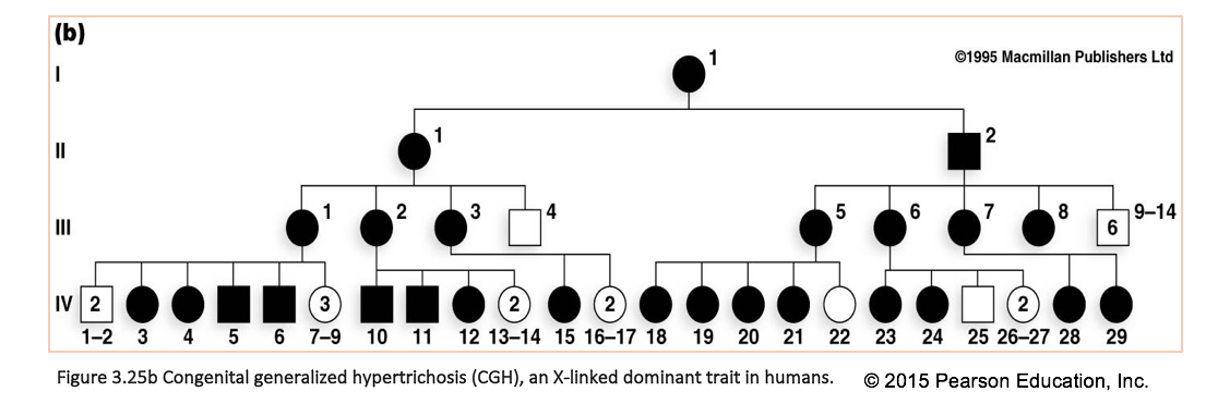 Solved What are the genotypes of each of the individuals, | Chegg.com