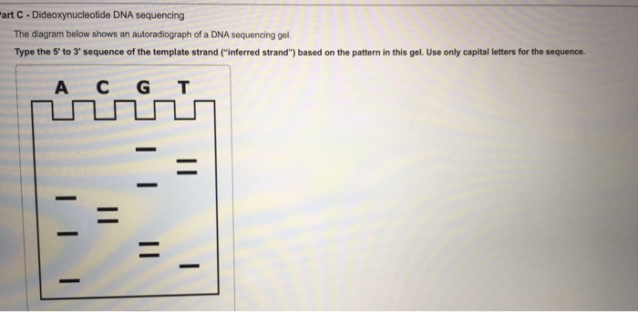 Solved Dideoxynucleotide DNA sequencing The diagram below | Chegg.com