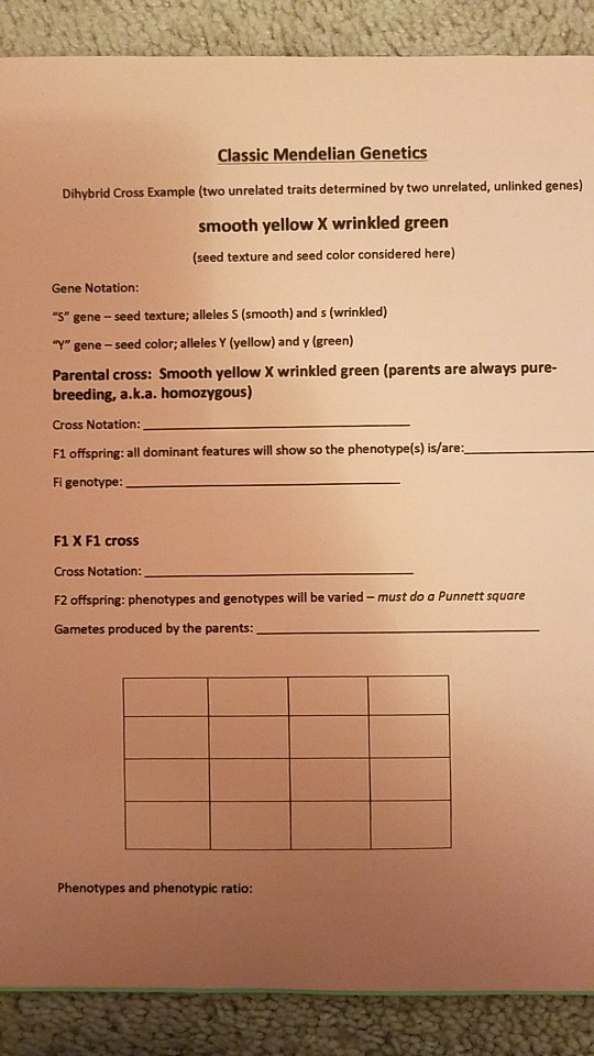 Solved Classic Mendelian Genetics Dihybrid Cross Example | Chegg.com