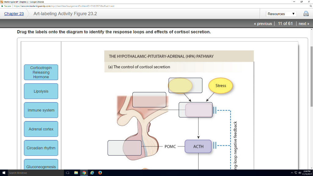 Solved Mastergaardp thapter 23-ucoge chrome Chapter 23 | Chegg.com