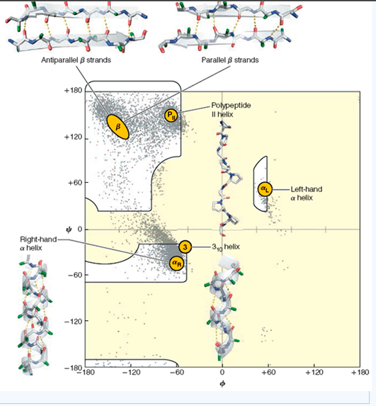 Solved Polyglycine, a simple polypeptide, can form a helix | Chegg.com