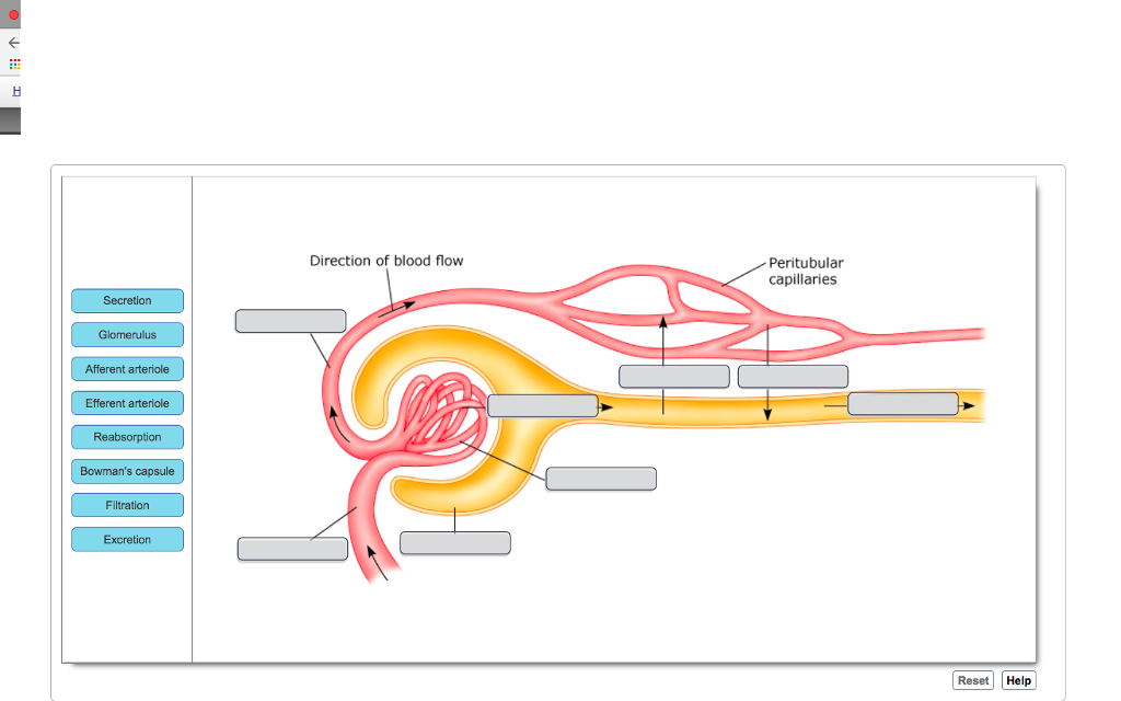 Peritubular Capillaries Diagram