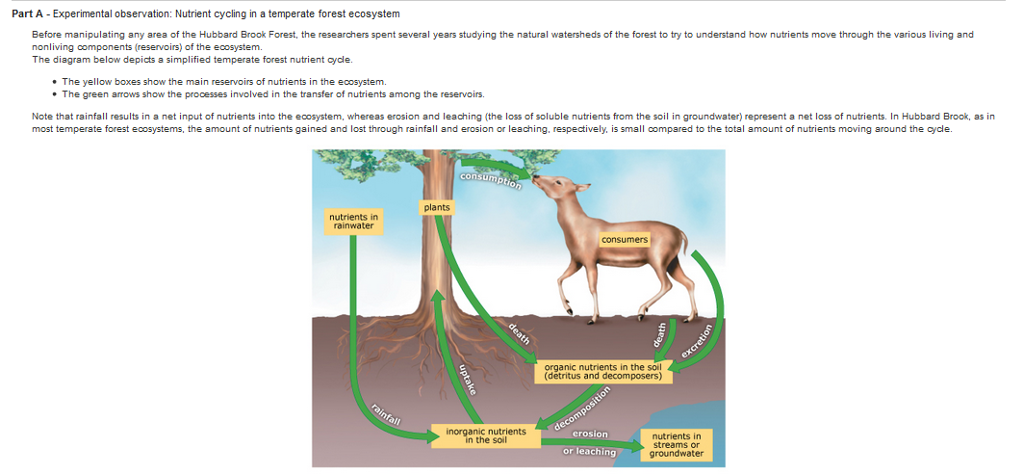 Deciduous Woodland Nutrient Cycle