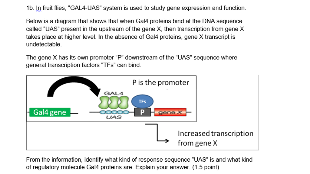 Solved In fruit flies, “GAL4-UAS” system is used to study | Chegg.com
