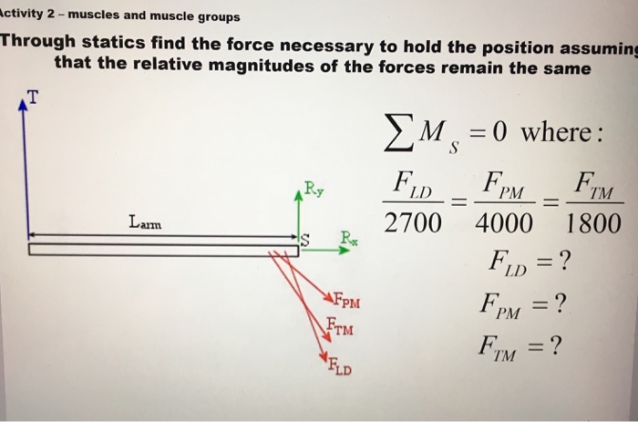 Solved Activity 2 -muscles and muscle groups Through statics | Chegg.com