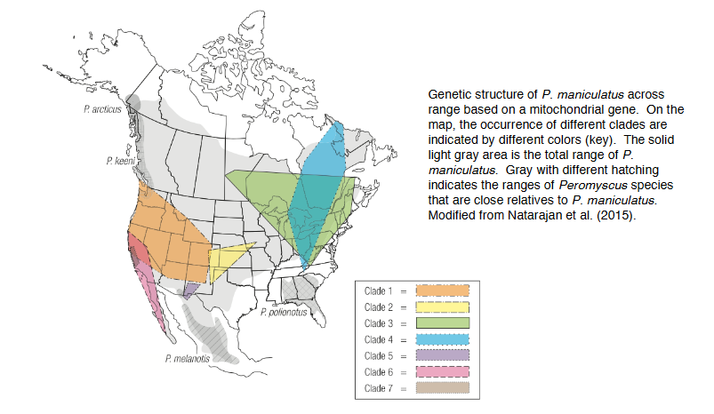 Could deer mice population history (i.e. some | Chegg.com