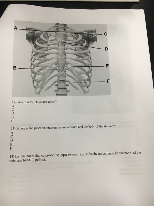 Solved: HUMAN ANATOMY QUIZ 6 Choose The Most Correct Answe... | Chegg.com