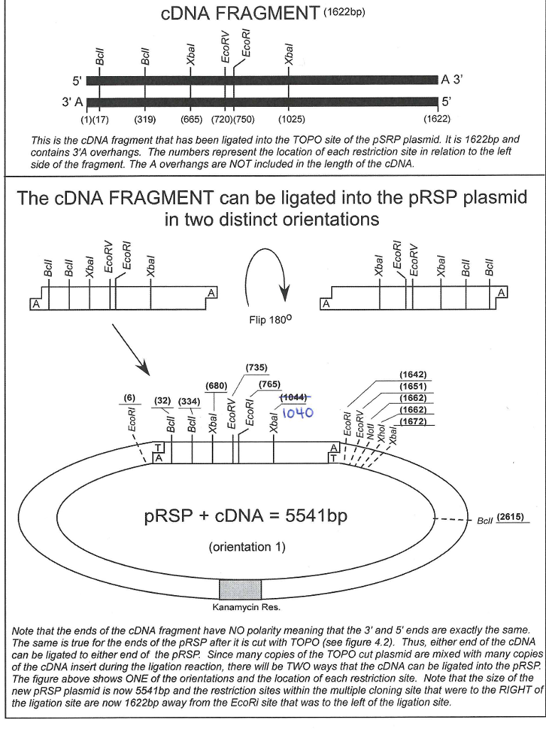 Solved Using the plasmid map for orientation 1 and the cDNA | Chegg.com