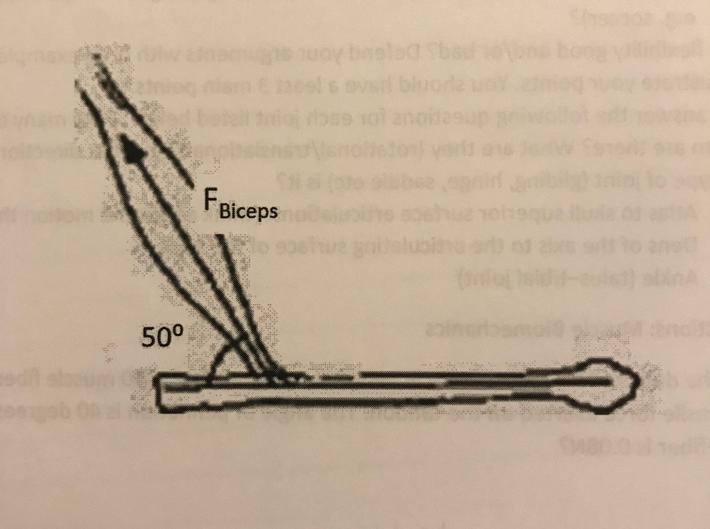 Solved Calculate the torque caused by the biceps muscle | Chegg.com