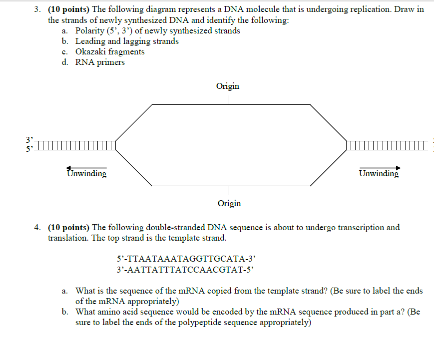 Solved The following diagram represents a DNA molecule that | Chegg.com