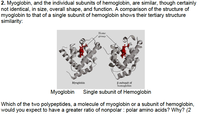 Solved A) WHERE (in/on the hemoglobin molecule) and HOW | Chegg.com