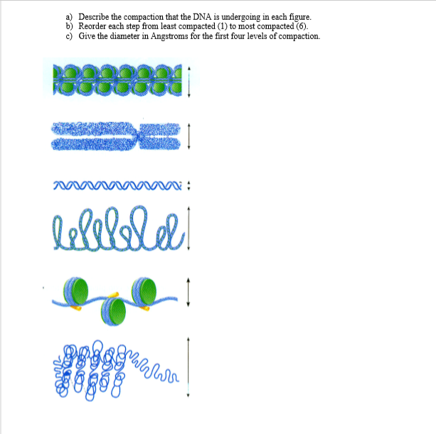 Solved a) Describe the compaction that the DNA is undergoing | Chegg.com