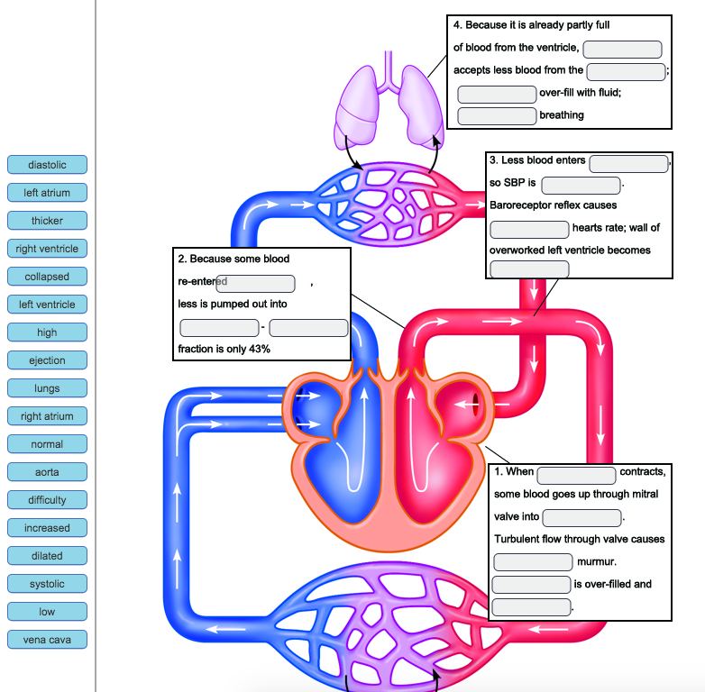 Blood Flow Chart Heart