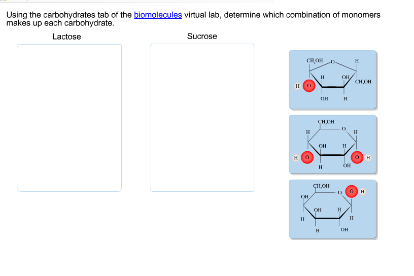 Biomolecules Virtual Activity at Lucinda Mckellar blog