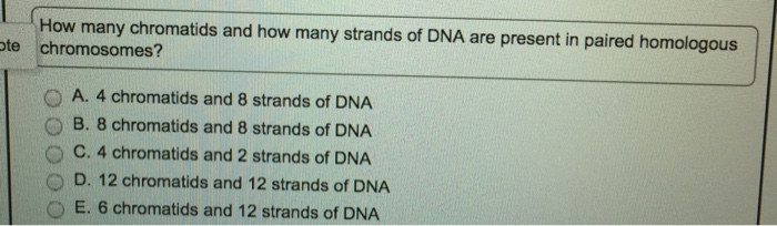 Solved How many chromatids and how many strands of DNA are | Chegg.com