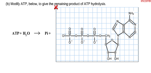 Solved Identify the bond that is broken in ATP (adenosine | Chegg.com