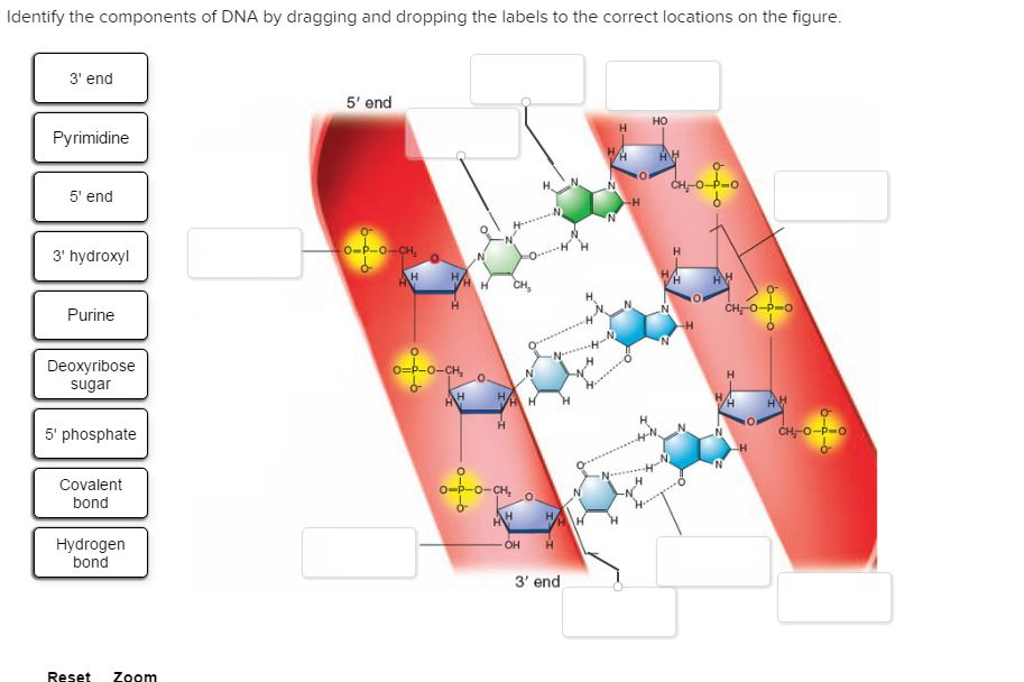 Solved Identify the components of DNA by dragging and | Chegg.com