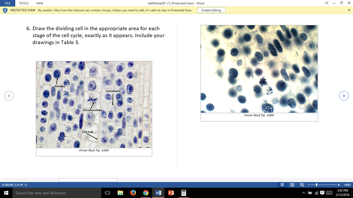 Solved Lab003exp001 1 Protected View Word File Tools