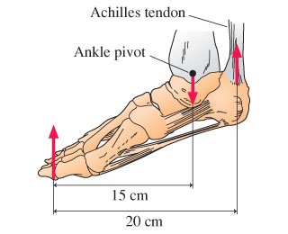 Solved When you stand on your tiptoes, your feet pivot about | Chegg.com
