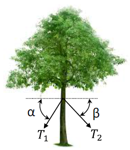 Solved Your tree is at risk of falling over. You decide to | Chegg.com