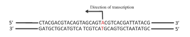Solved A segment of DNA of a gene that is transcribed from | Chegg.com