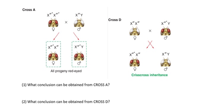 Solved What conclusion can be obtained from CROSS A? What | Chegg.com