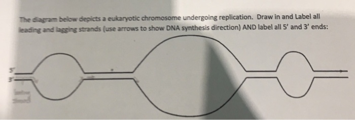 The diagram below depicts a eukaryotic chromosome | Chegg.com