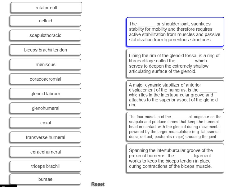 Solved The _____ or shoulder joint, sacrifices stability | Chegg.com