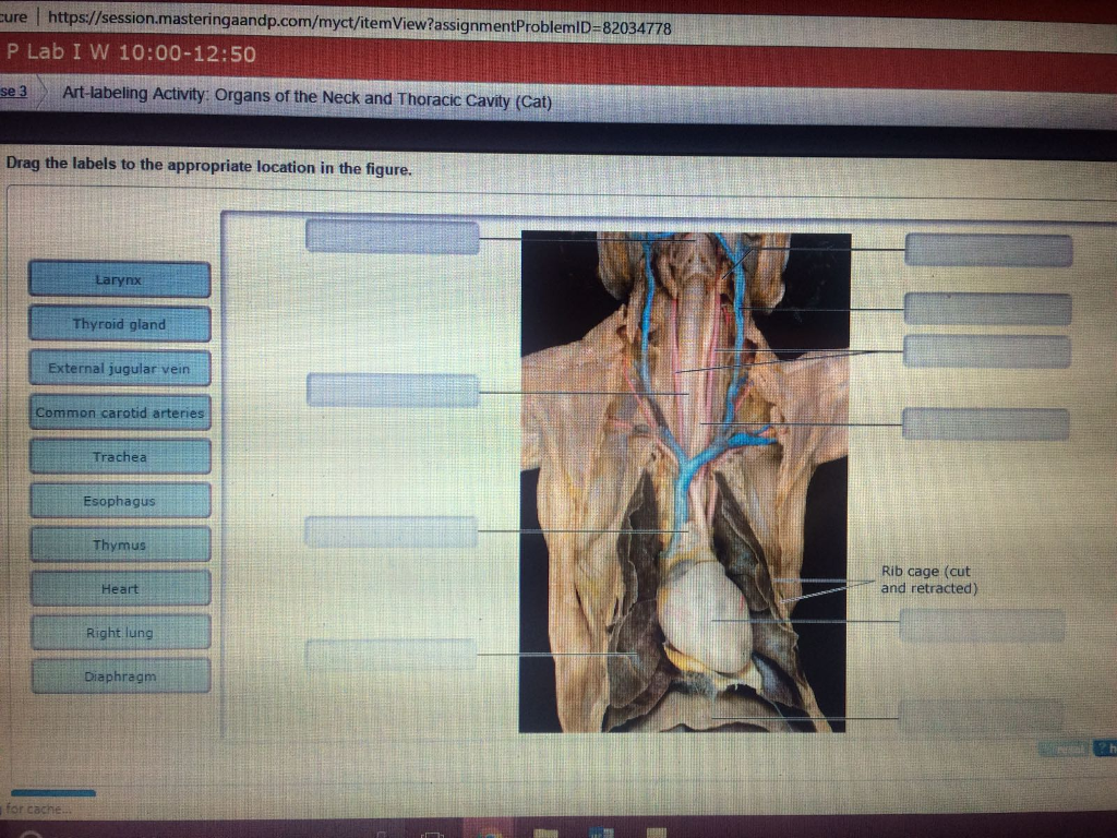 Solved: Help With Organs Of The Neck And Thoracic Cavity O... | Chegg.com