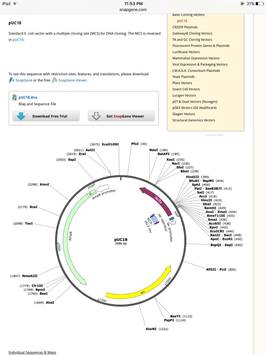 Solved obtain a map of pUC18 with unique restruction sites | Chegg.com