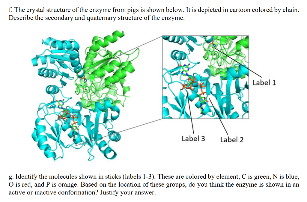 Solved f. The crystal structure of the enzyme from pigs is | Chegg.com