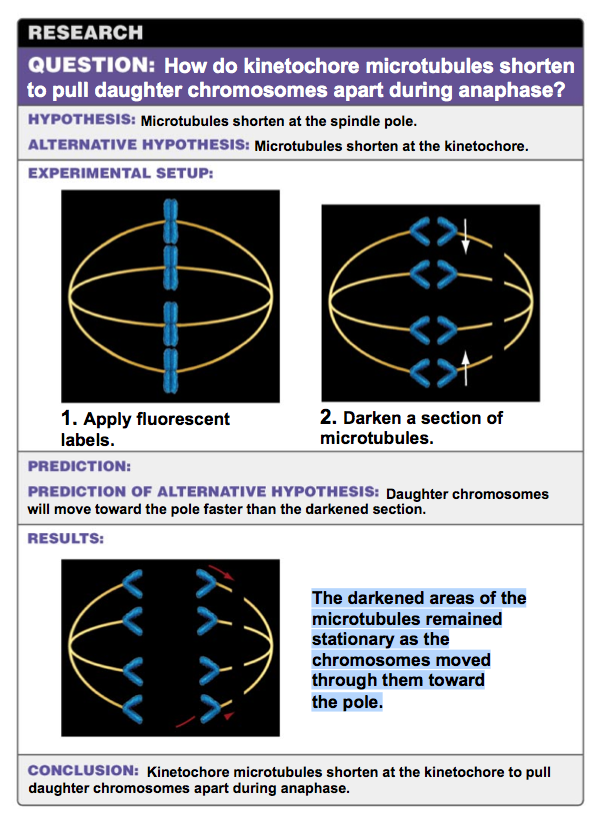 Solved RESEARCH QUESTION: How do kinetochore microtubules | Chegg.com