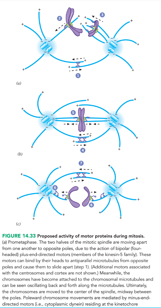 Solved Describe how motor proteins help to move chromosomes | Chegg.com