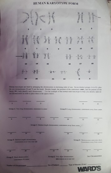 HUMAN KARYOTYPE FORM WARD'S | Chegg.com