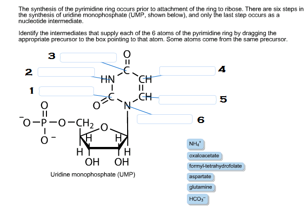 Solved The synthesis of the pyrimidine ring occurs prior to | Chegg.com
