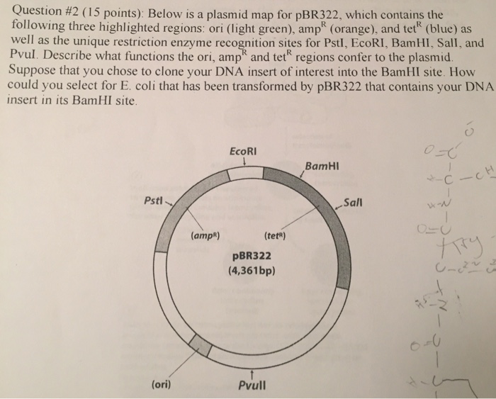 Solved Below is a plasmid map for pBR322, which contains the | Chegg.com