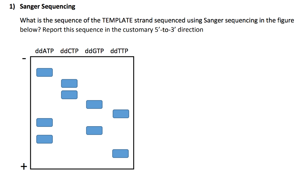Solved 1) Sanger Sequencing What is the sequence of the | Chegg.com