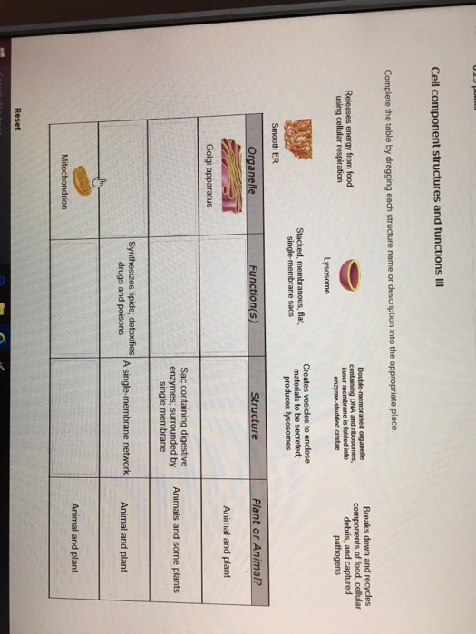 Solved Complete the table by dragging each structure name or | Chegg.com