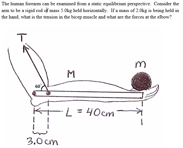Solved The human forearm can be examined from a static | Chegg.com